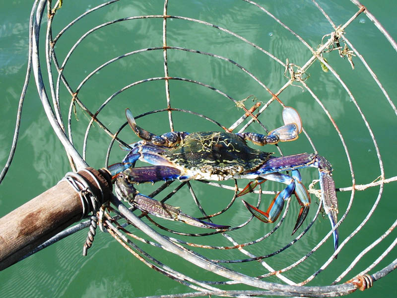 bio.inspecta Australia - bio.inspecta's MSC and ASC certific